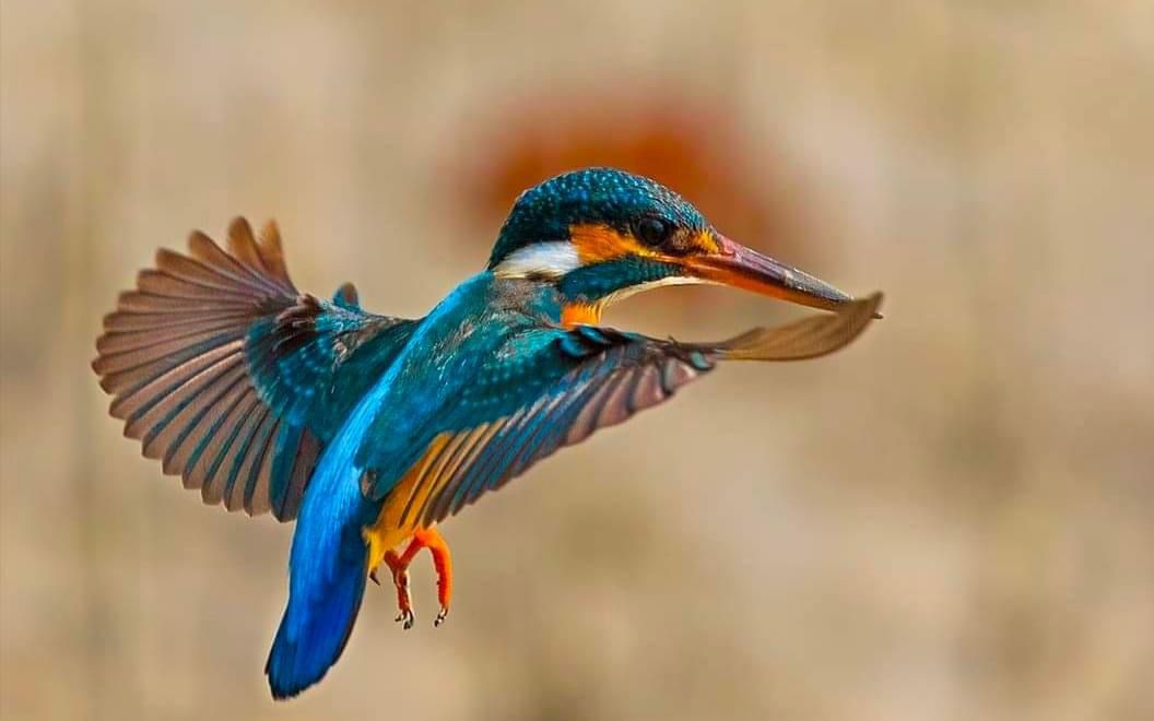 Bird Watching